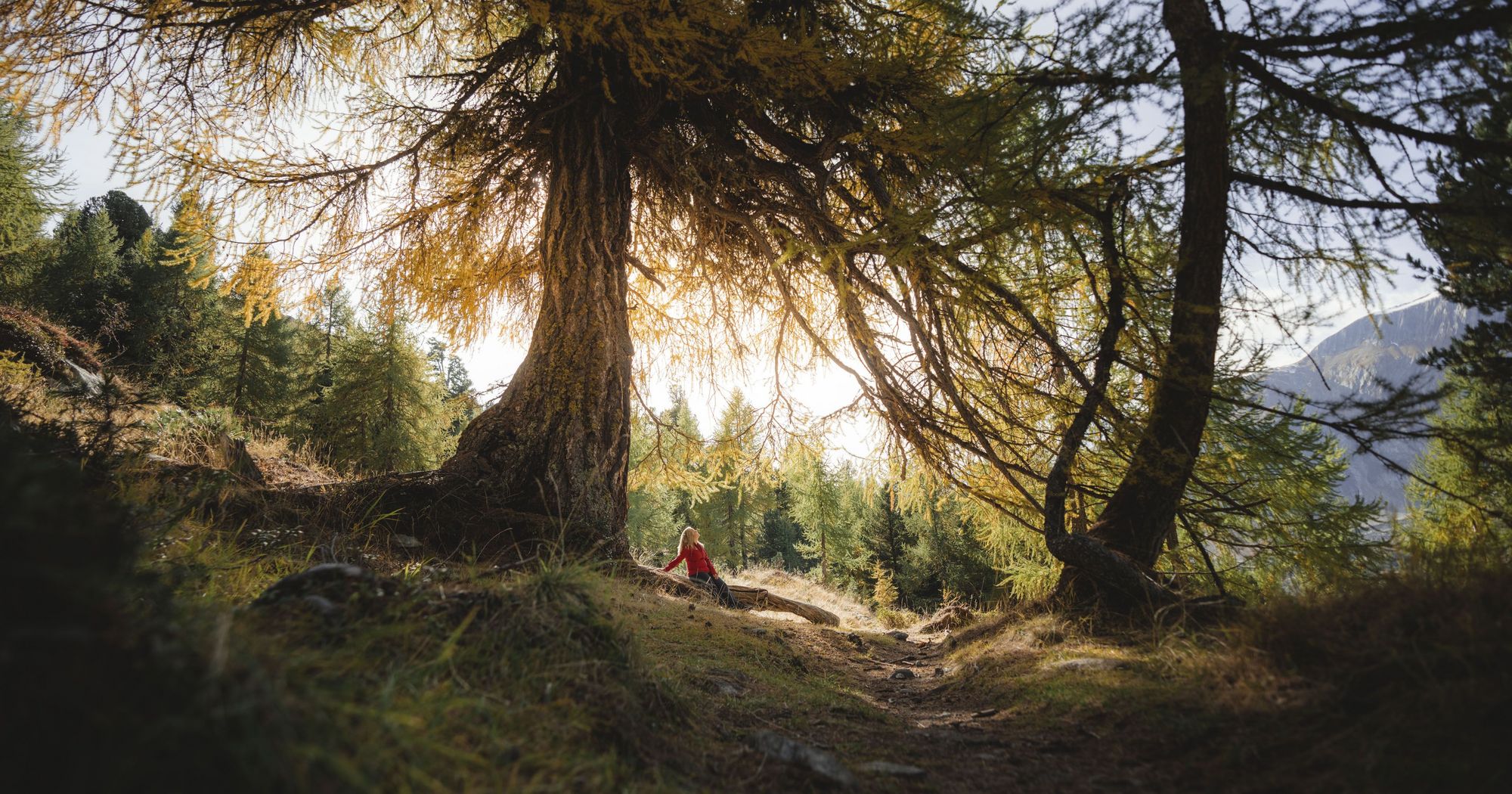 Aletsch Forest – unspoilt nature in the Jungfrau-Aletsch UNESCO World ...